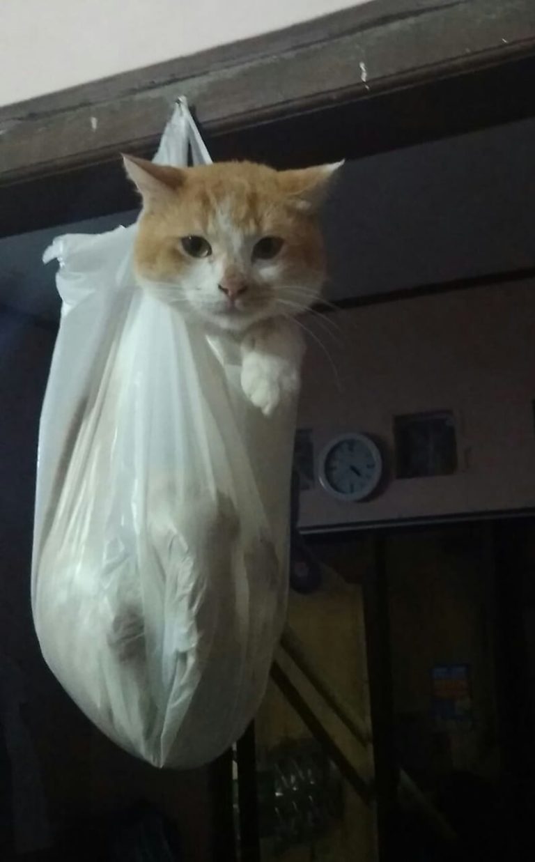 Gemes Banget, 10 Potret Lucu Kucing Diplastikin Ini Bikin Ngakak