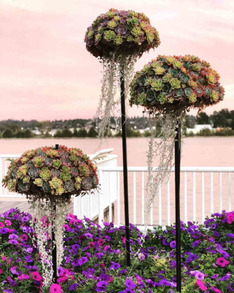 10 Sukulen Bentuk Ubur-Ubur Ini Bakal Ubah Nuansa Tamanmu