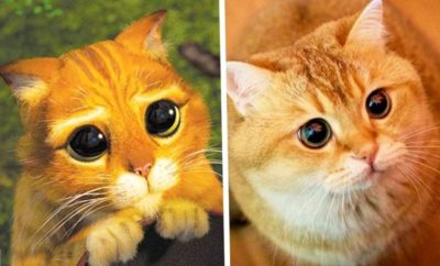 Gak Nyangka, 10 Hewan Ini Mirip dengan Karakter Animasi - Dailysia