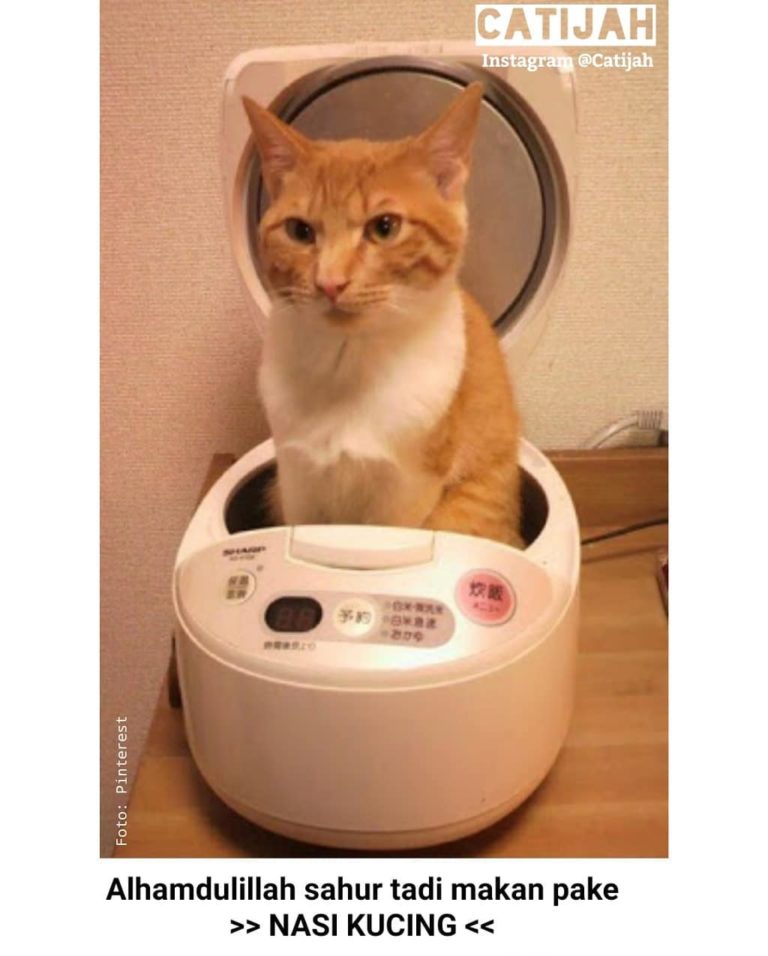 Nggemesin, 10 Meme Kucing Lucu Saat Menjalankan Ibadah Puasa