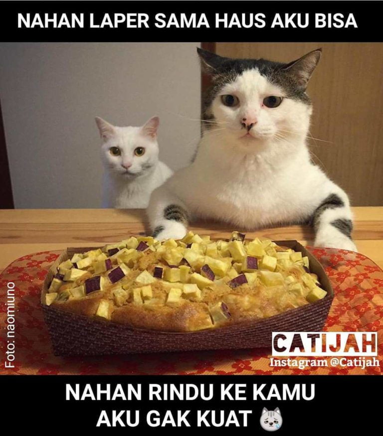 Nggemesin, 10 Meme Kucing Lucu Saat Menjalankan Ibadah Puasa