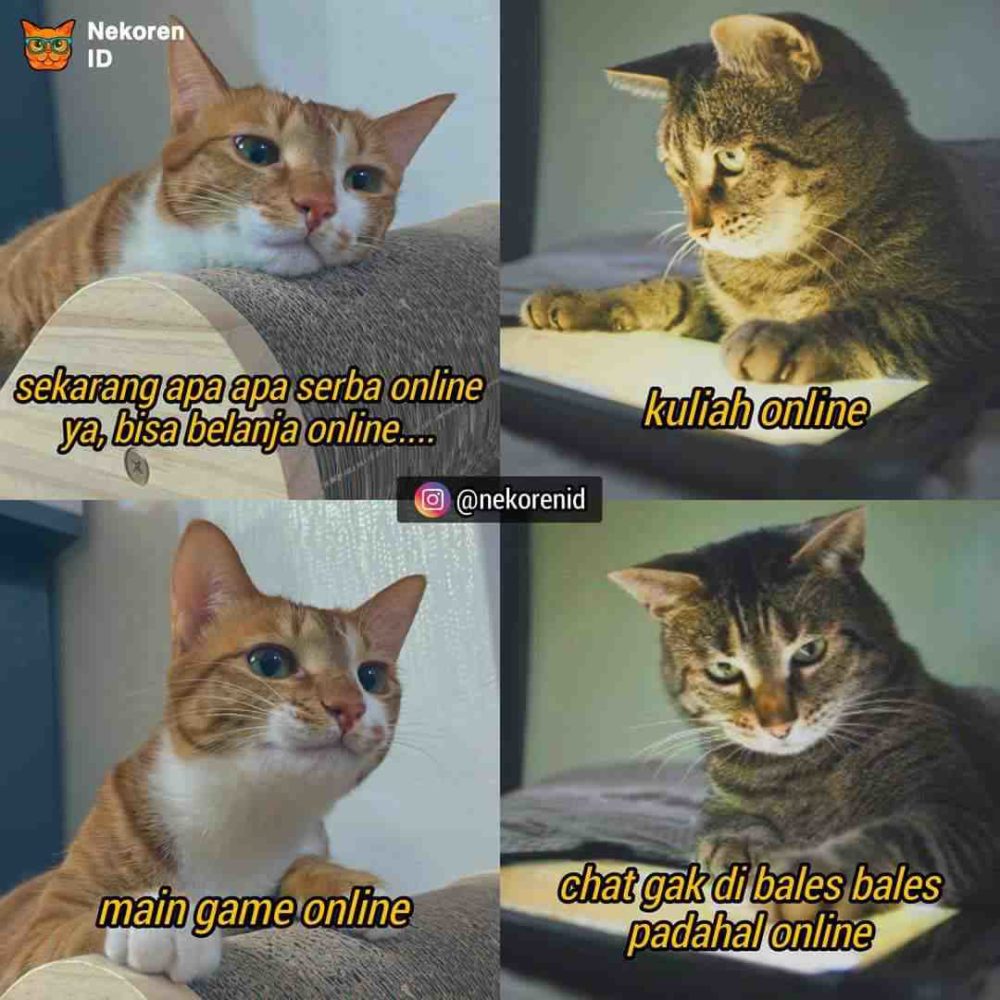 Nyesek! 10 Meme Kucing Oren ala Sadboy Ini Kocak Sekaligus Kasihan