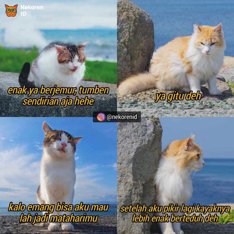 Nyesek! 10 Meme Kucing Oren ala Sadboy Ini Kocak Sekaligus Kasihan