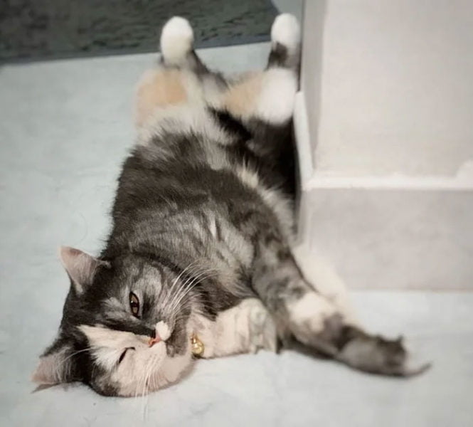 Punya Corak Warna Unik, 10 Potret Kucing Split Color yang Menggemaskan ...