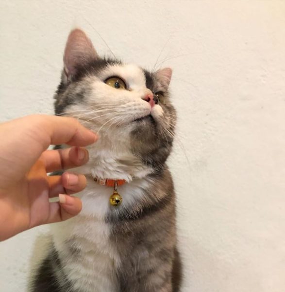 Punya Corak Warna Unik, 10 Potret Kucing Split Color yang Menggemaskan ...