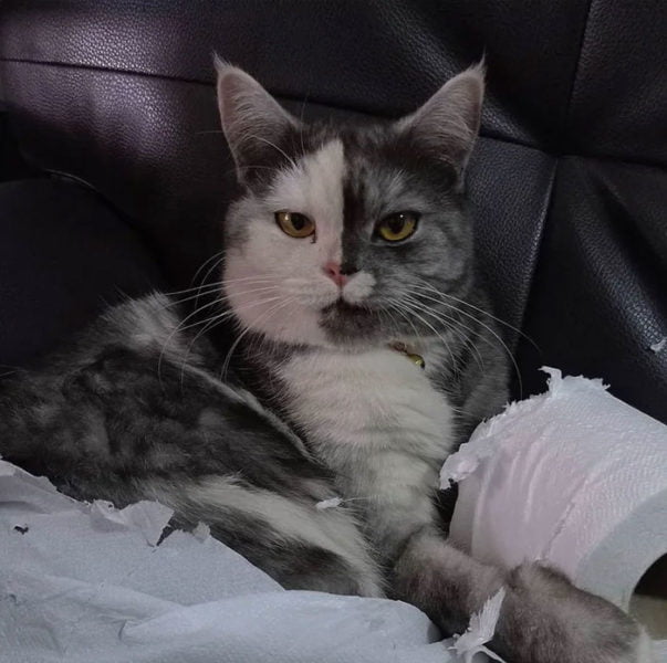 Punya Corak Warna Unik, 10 Potret Kucing Split Color yang Menggemaskan ...