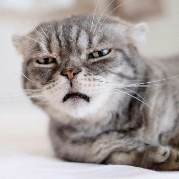 Auto Jantungan! 10 Potret Ekspresi Kocak Kucing Saat Kaget - Dailysia