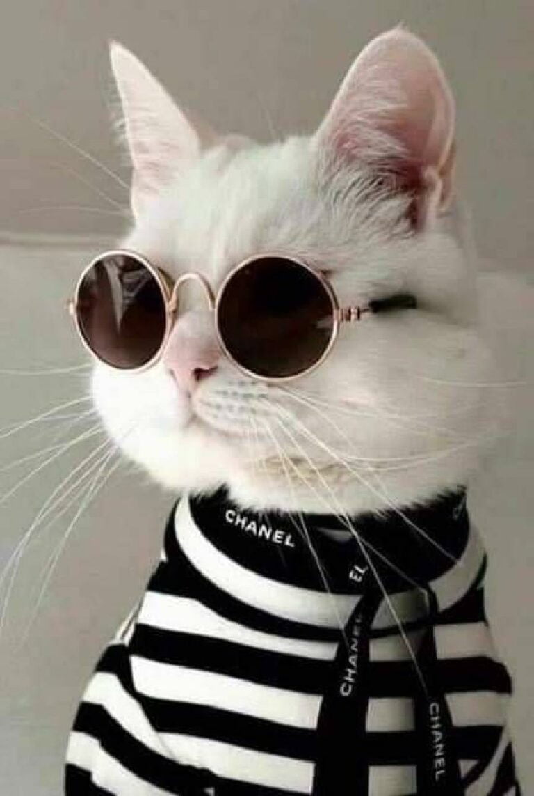10 Potret Kucing Pakai Kacamata, Bak Seleb Papan Atas - Dailysia