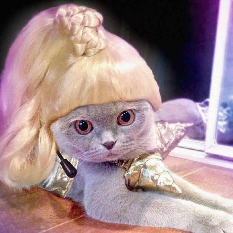 Bikin Gemas! 10 Potret Kucing Peliharaan Saat Pakai Wig - Dailysia