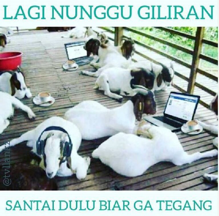 10 Meme Tingkah Lucu Kambing Kurban Saat Mau Dipotong - Dailysia