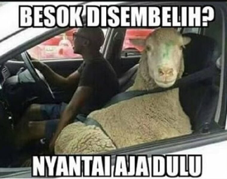 10 Meme Tingkah Lucu Kambing Kurban Saat Mau Dipotong - Dailysia