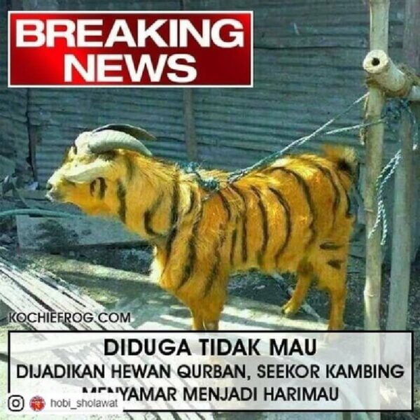 10 Meme Tingkah Lucu Kambing Kurban Saat Mau Dipotong - Dailysia
