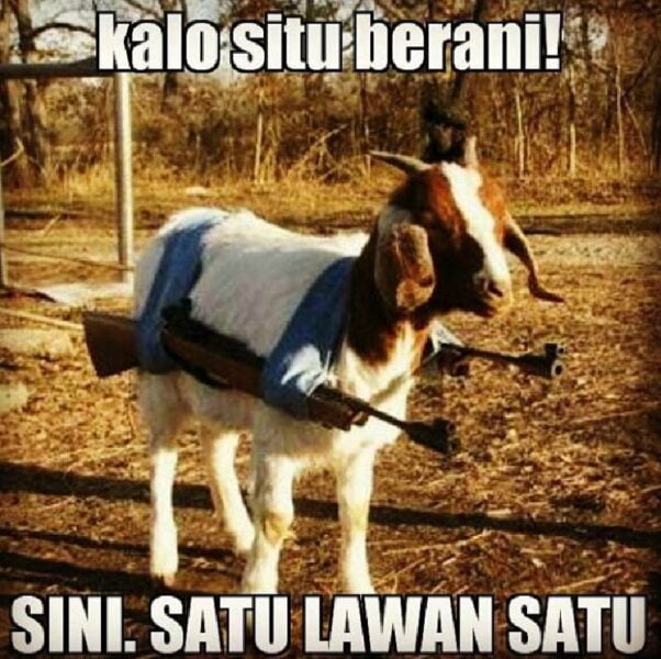 10 Meme Tingkah Lucu Kambing Kurban Saat Mau Dipotong - Dailysia