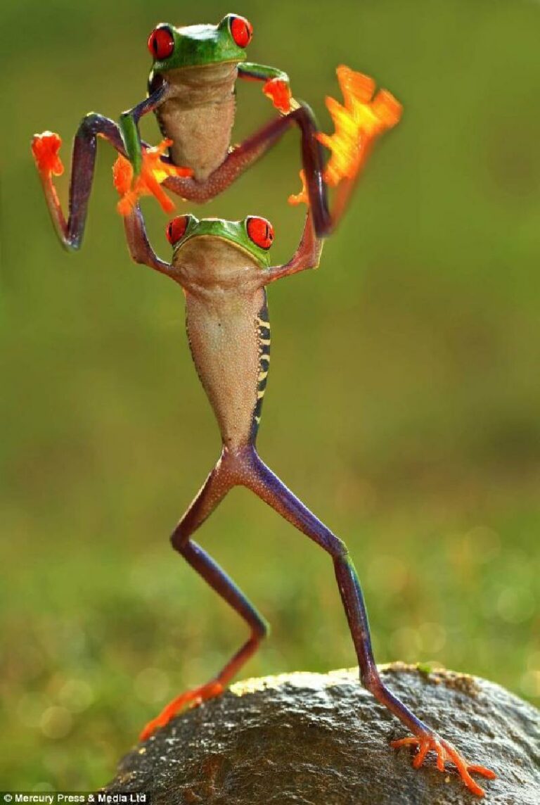 Langka Banget! 10 Pose Lucu Katak yang Bikin Ketawa Gemes - Dailysia