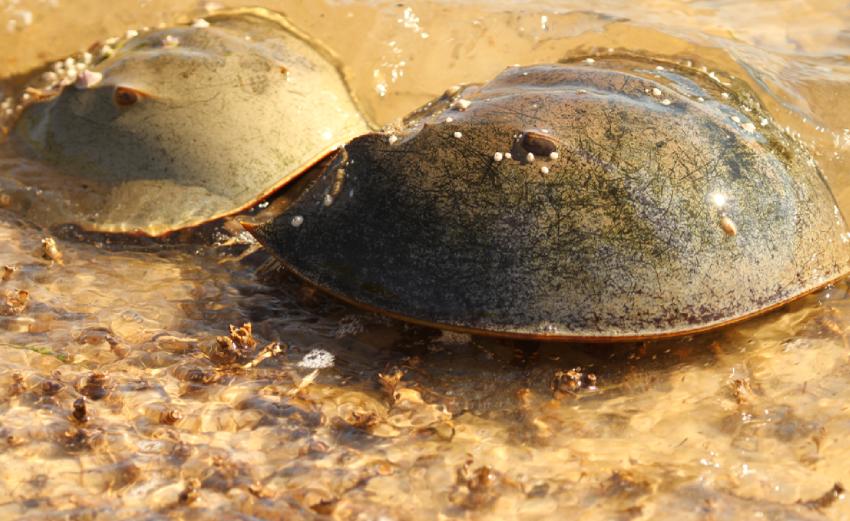 Mengenal Belangkas, Hewan Berdarah Biru yang Menyelamatkan Manusia