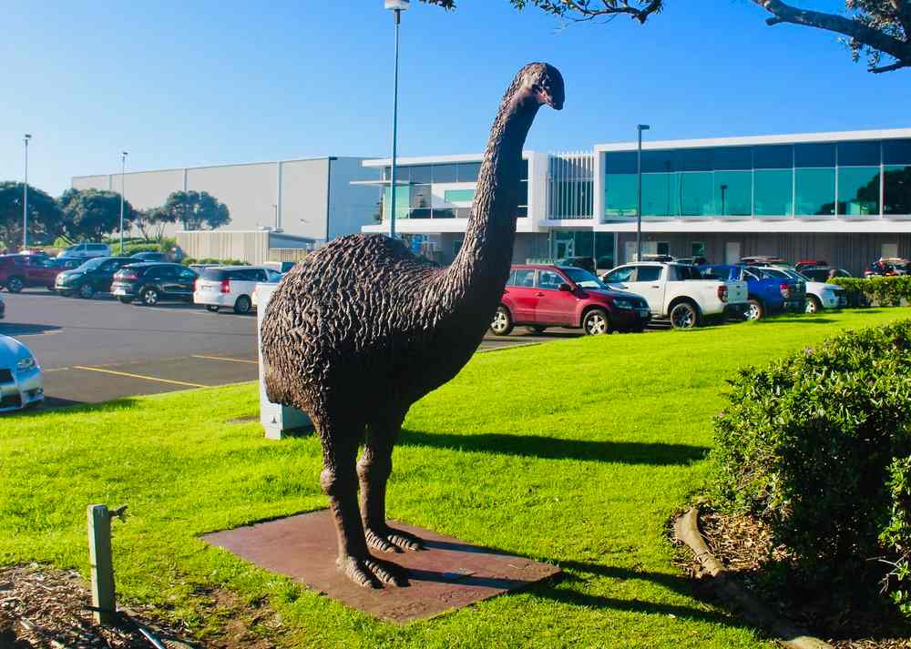 Burung Moa, Hewan Purba Raksasa Fosilnya Ditemukan di Selandia Baru