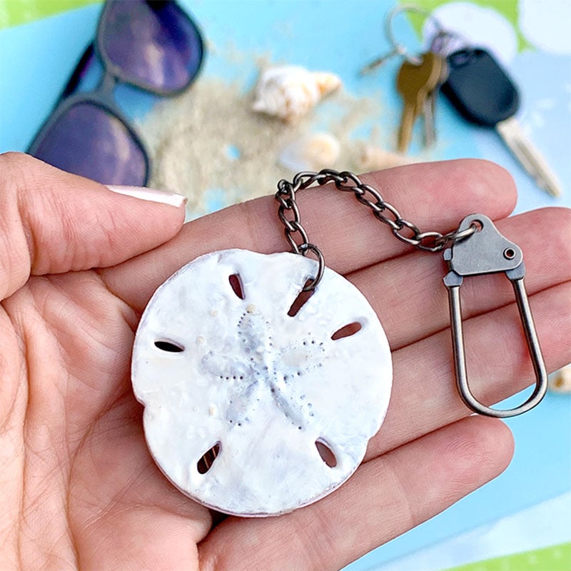 Uniknya Sand Dollar, Hewan Laut Berbentuk Koin yang Dapat Mengkloning ...