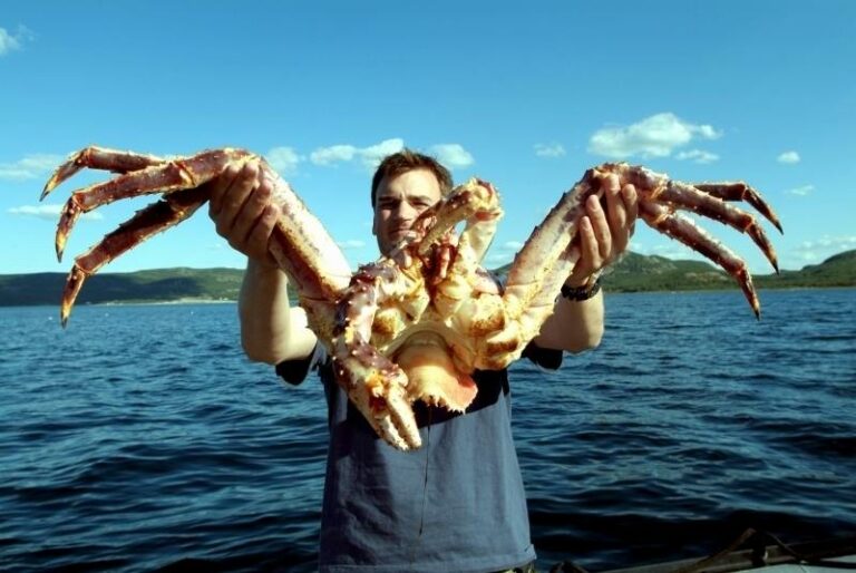 Ketam Kenari, Kepiting Darat Terbesar di Dunia yang Suka Makan Kelapa