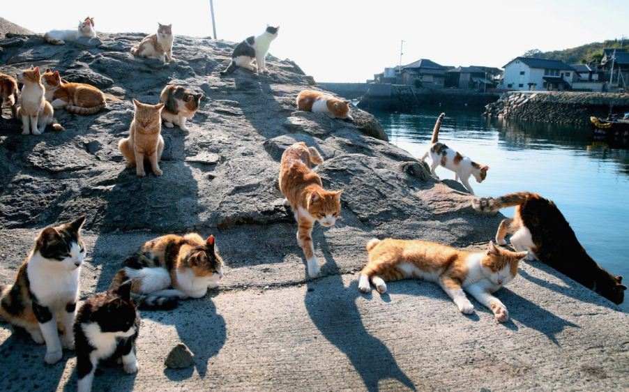 Tashirojima Island, Pulau yang Populasi Kucingnya Lebih dari Manusia