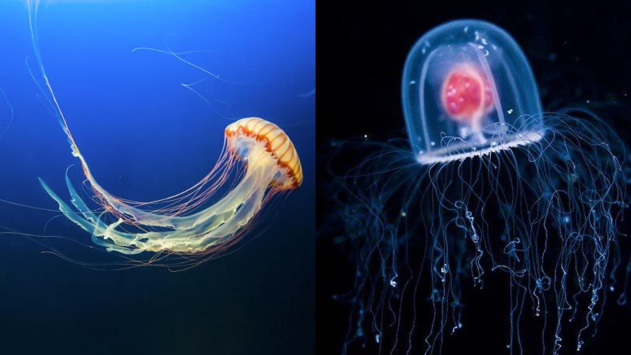 Uniknya Turritopsis dohrnii, Ubur-ubur Abadi yang Tidak Bisa Mati ...