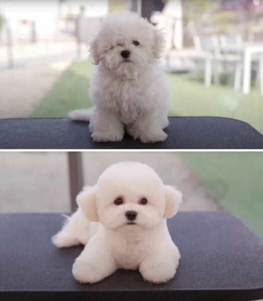 Super Imut, 10 Potret Before After Anjing Setelah dari Salon Hewan ...