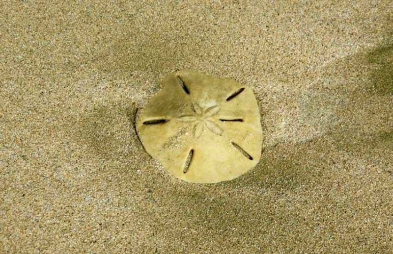Uniknya Sand Dollar, Hewan Laut Berbentuk Koin yang Dapat Mengkloning ...