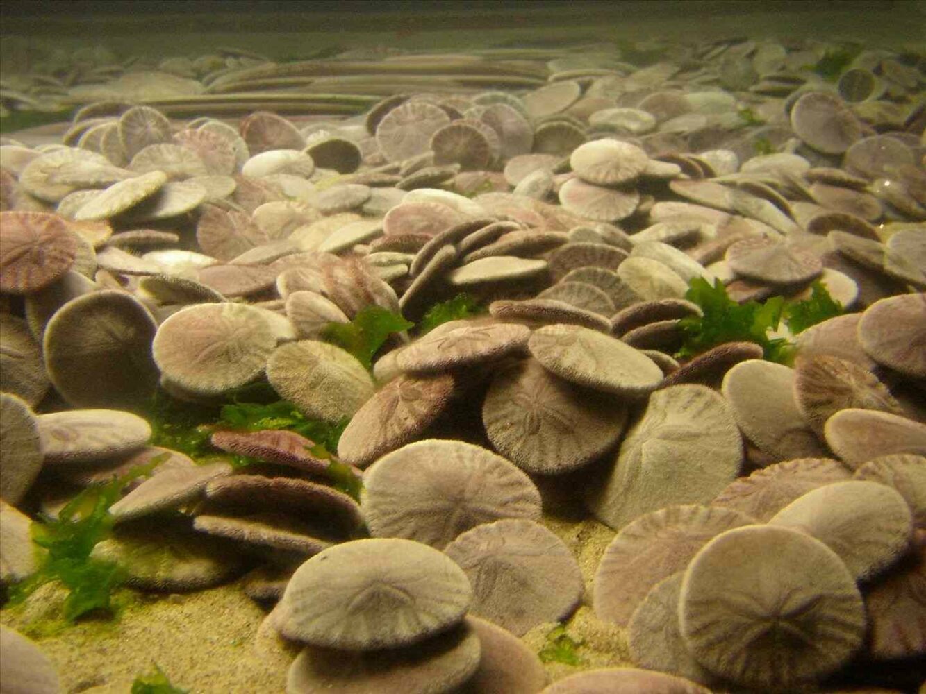 Uniknya Sand Dollar, Hewan Laut Berbentuk Koin yang Dapat Mengkloning ...