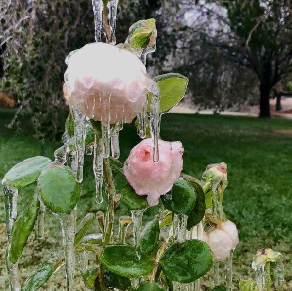 Cantik dan Berkilau, 10 Bunga yang Terjebak dalam Kebekuan Es - Dailysia