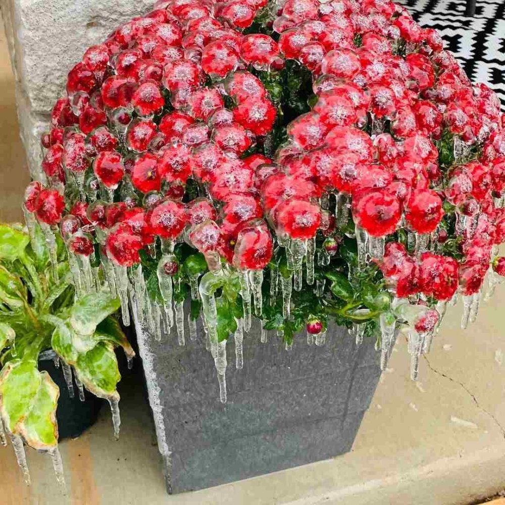 Cantik dan Berkilau, 10 Bunga yang Terjebak dalam Kebekuan Es - Dailysia