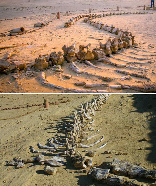 Besar Banget, 10 Fosil di Dunia yang Bentuk dan Ukurannya Bikin Takjub ...