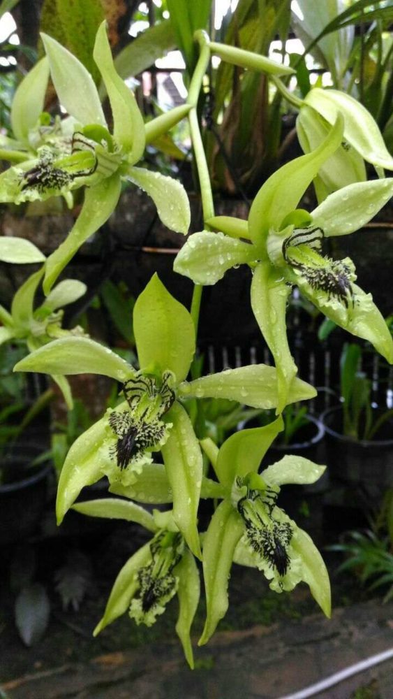 Terancam Punah, 10 Fakta Anggrek Hitam yang Mempesona - Dailysia