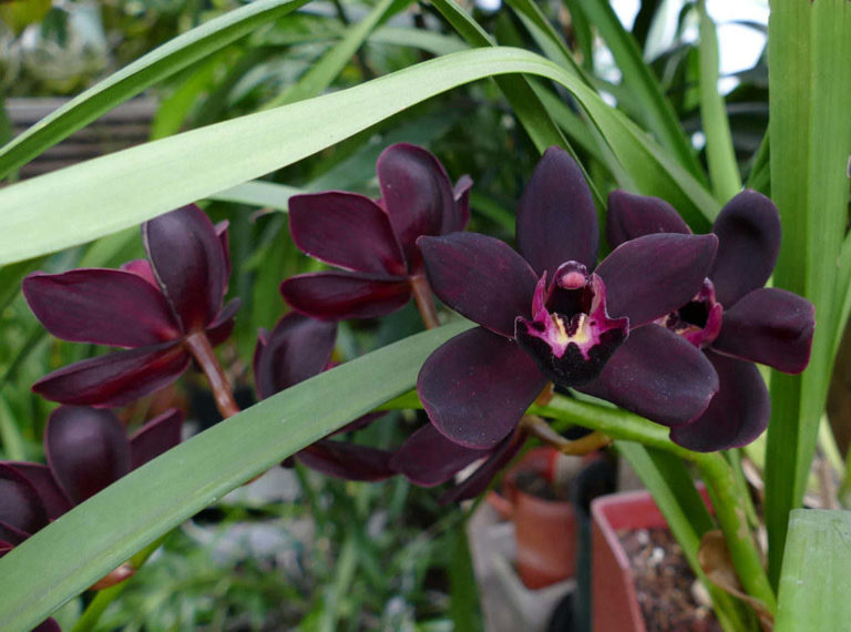 Terancam Punah, 10 Fakta Anggrek Hitam yang Mempesona - Dailysia