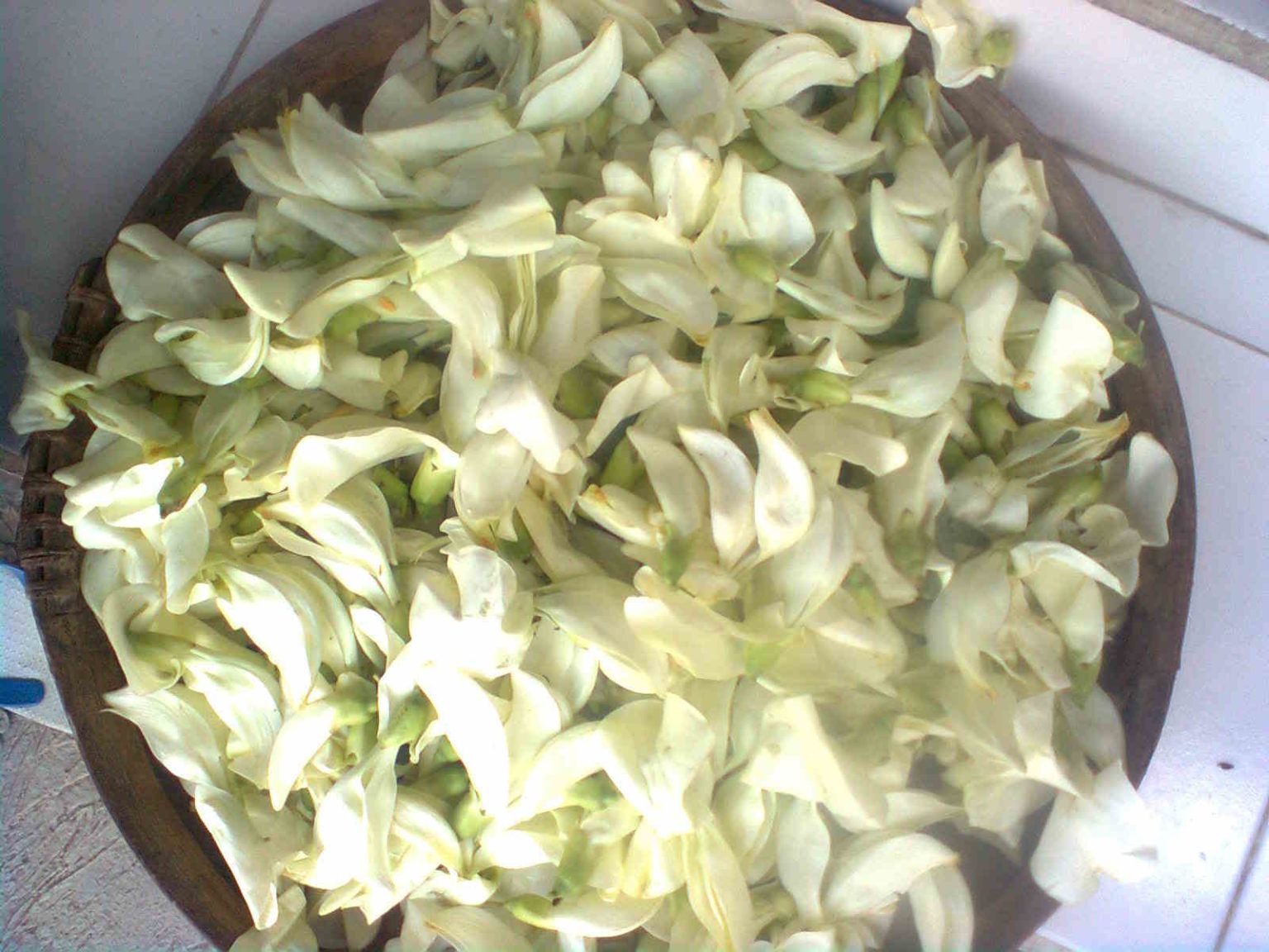 10 Manfaat Kembang Turi, Cegah Penuaan Hingga Melancarkan ASI - Dailysia