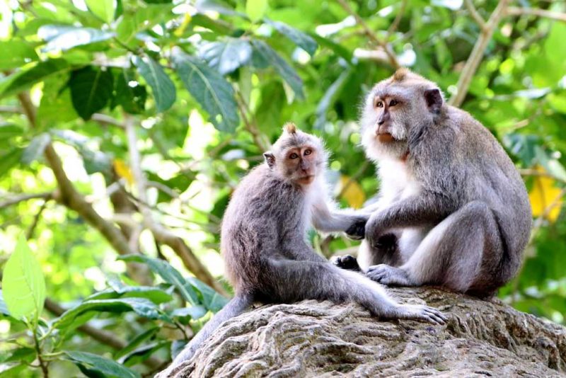 Beda Kera dan Monyet, Bisa Dilihat dari Bentuk Ekor dan Lengannya ...