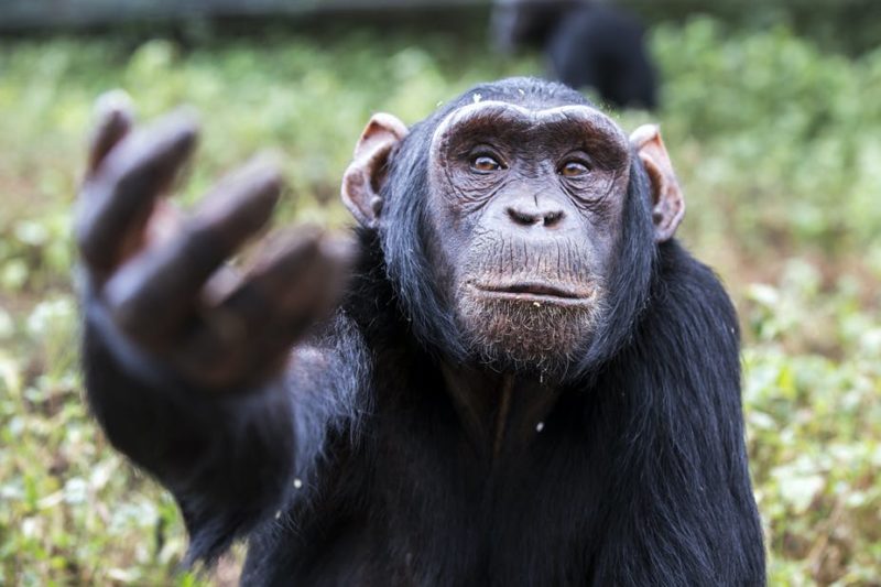 Beda Kera dan Monyet, Bisa Dilihat dari Bentuk Ekor dan Lengannya ...