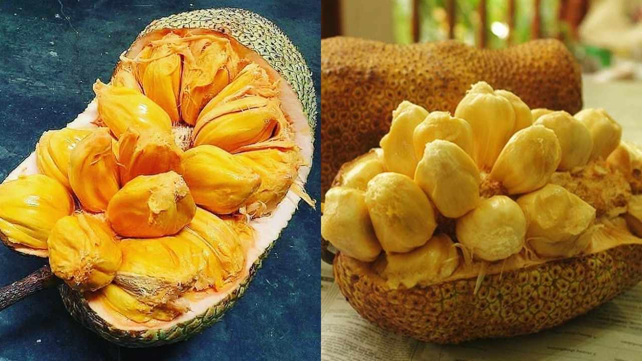 Buah Cempedak Dan Manfaatnya - vrogue.co Buah Cempedak Dan Manfaatnya - vrogue.co