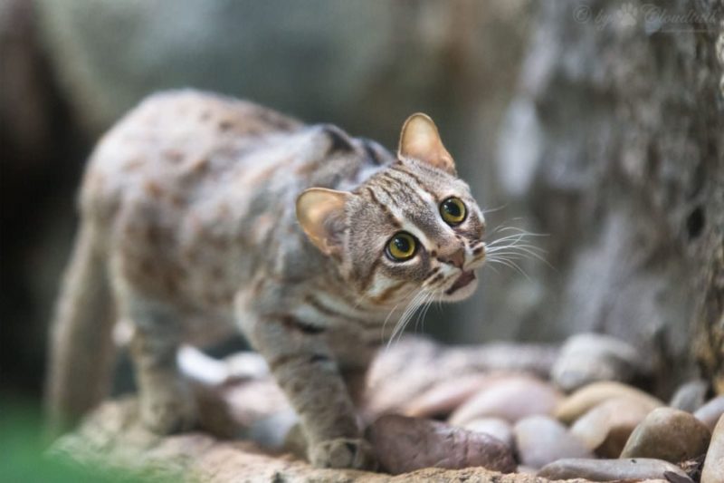 Terancam Punah, 10 Jenis Kucing yang Sangat Jarang Ditemukan