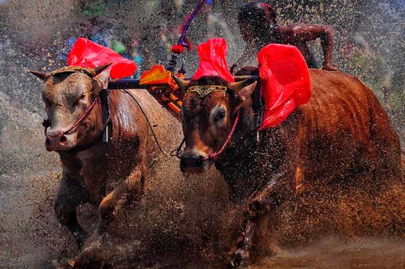 Tradisi Karapan Sapi, Pesta Kebanggaan Masyarakat Madura - Dailysia