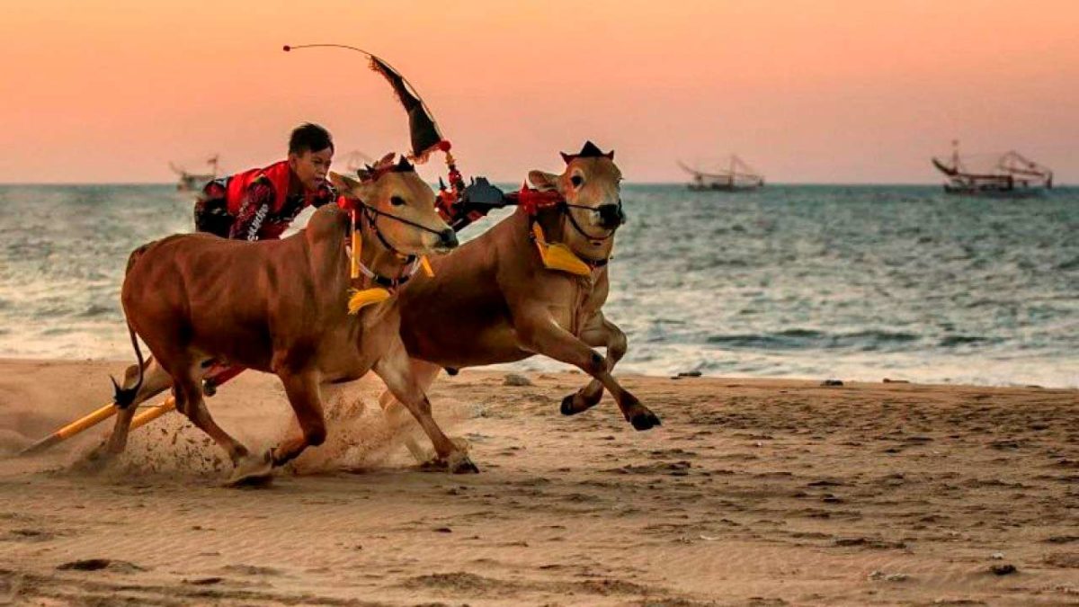 Tradisi Karapan Sapi, Pesta Kebanggaan Masyarakat Madura - Dailysia