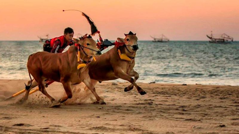 Tradisi Karapan Sapi, Pesta Kebanggaan Masyarakat Madura - Dailysia