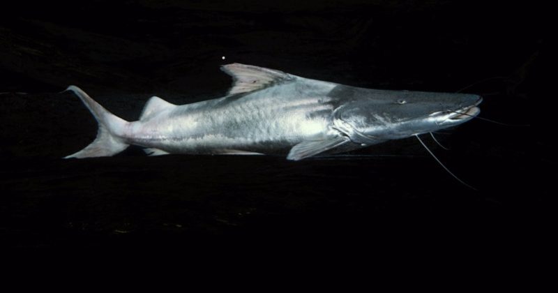 10 Macam Catfish, Ikan Lele Berkumis yang Ada di Dunia - Dailysia