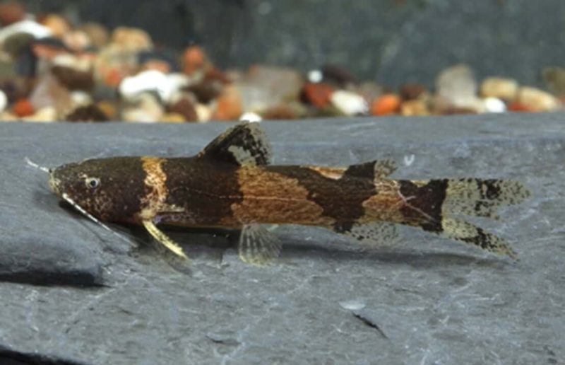 10 Macam Catfish, Ikan Lele Berkumis yang Ada di Dunia - Dailysia