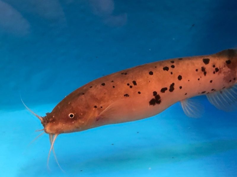 10 Macam Catfish, Ikan Lele Berkumis yang Ada di Dunia - Dailysia