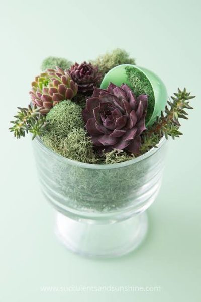 Bisa Jadi Dekorasi Cantik, 10 Desain Pot untuk Sukulen - Dailysia