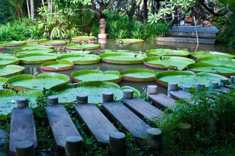 Keunikan Victoria Amazonica, Teratai Raksasa Bisa Tahan Beban 50 kg