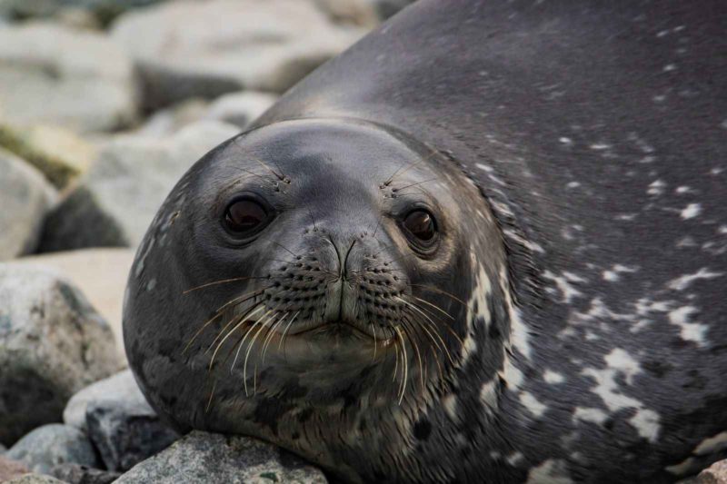 Tahan Dingin, 10 Hewan yang Hidup di Antartika - Dailysia