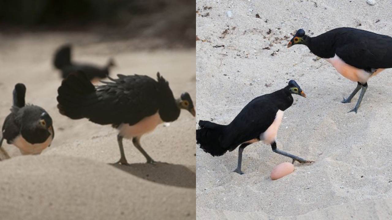 Kisah Maleo Senkawor, Burung Unik yang Setia pada Pasangannya