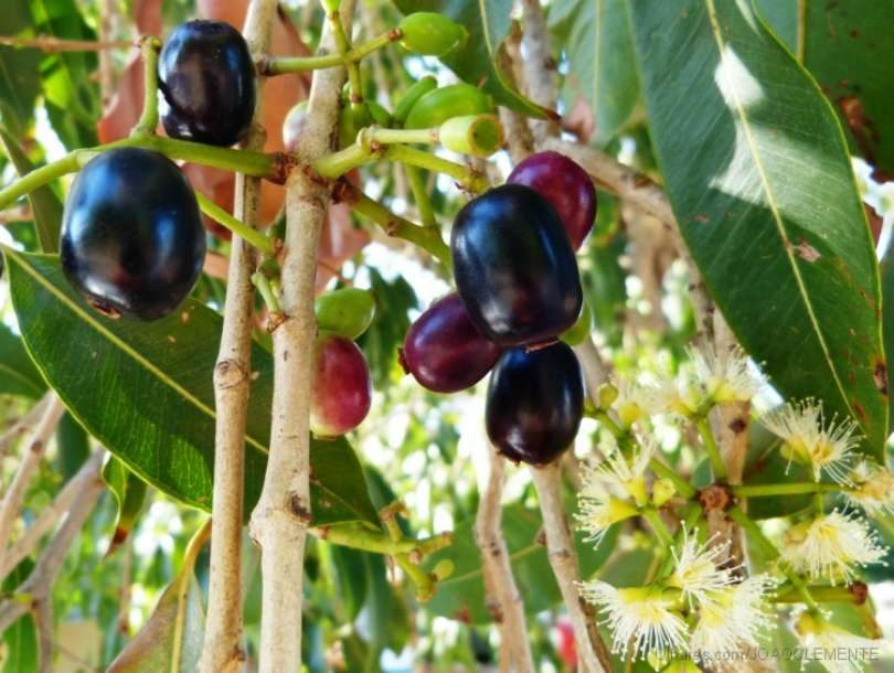 7 Manfaat Jamblang, Mengatasi Anemia sampai Risiko Kanker