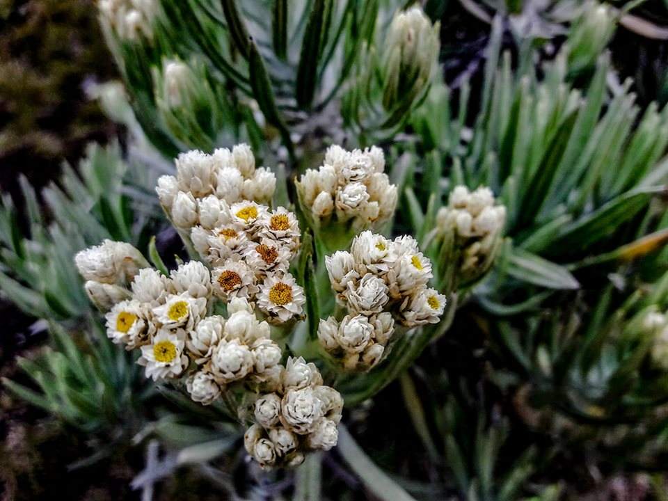 8 Fakta Tentang Edelweiss, Bunga Abadi Tidak Boleh Dipetik Sembarangan ...