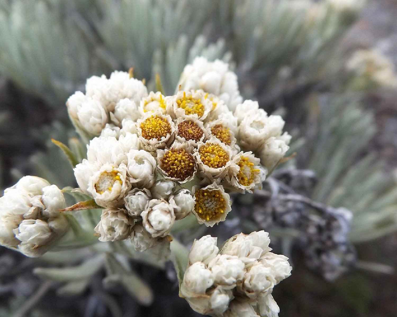 8 Fakta Tentang Edelweiss, Bunga Abadi Tidak Boleh Dipetik Sembarangan ...